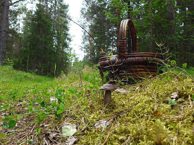 Seenepildid - Loodusfoto.eu